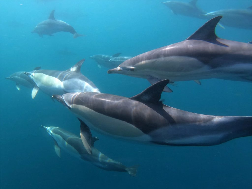 28 interesting facts about dolphin ᐈ 💡 MillionFacts 🌵