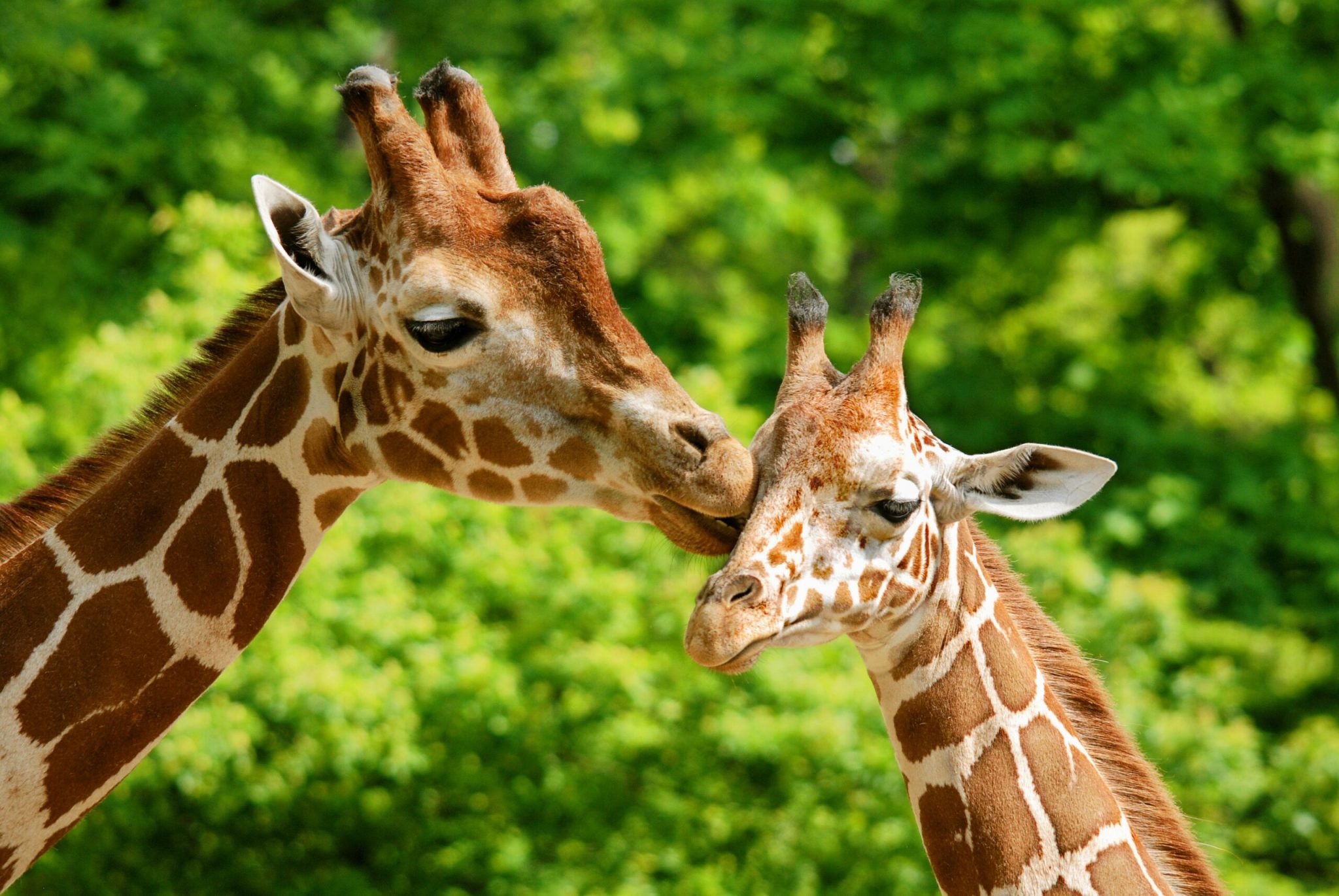 26 interesting facts about giraffes ᐈ 💡 MillionFacts 🌵