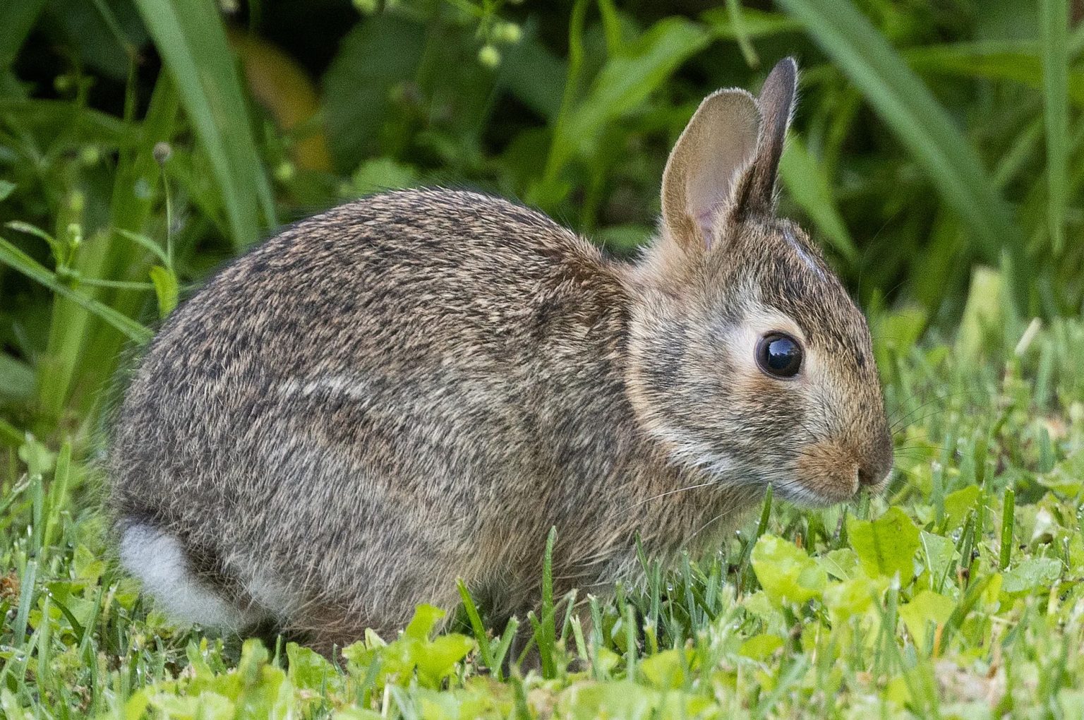 30 interesting facts about rabbits ᐈ 💡 MillionFacts 🌵