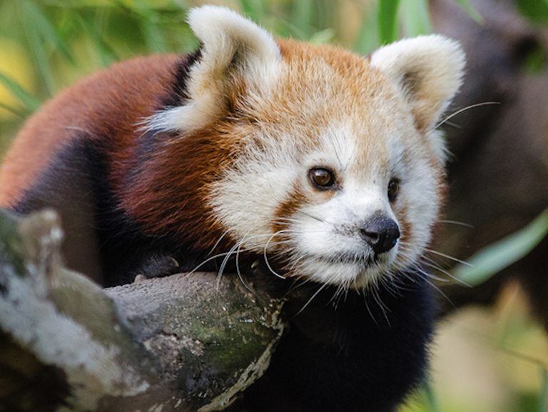 34 interesting facts about red panda ᐈ 💡 MillionFacts 🌵