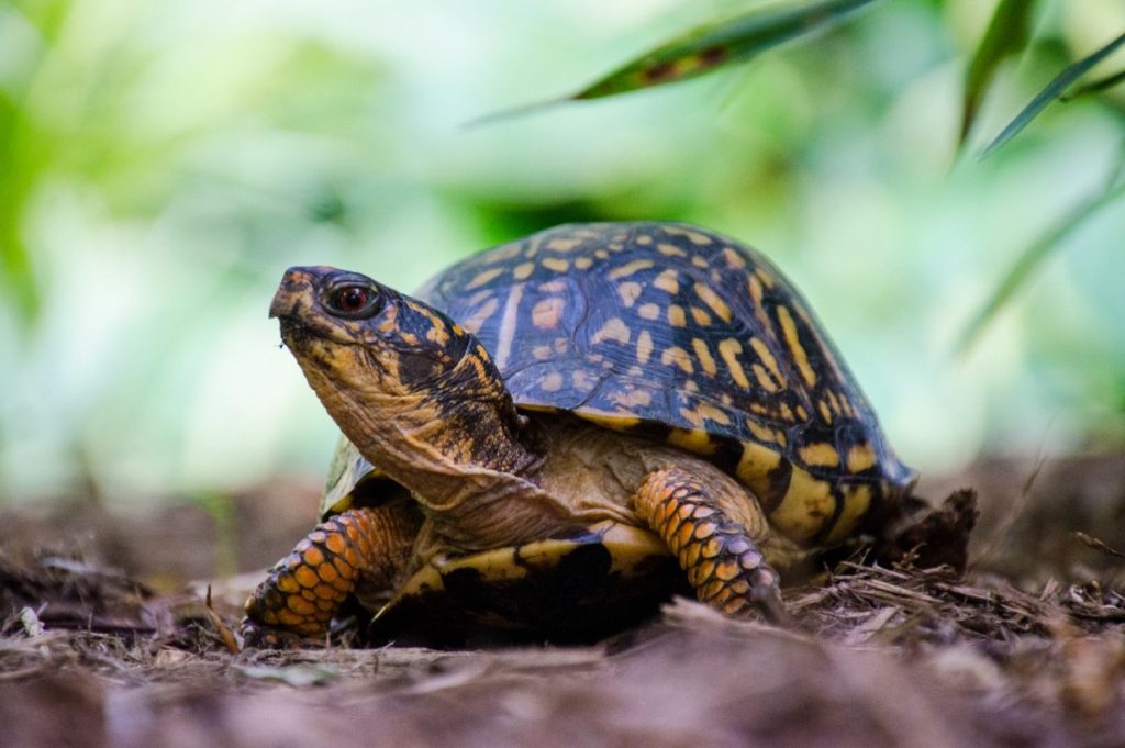 28 interesting facts about turtles ᐈ 💡 MillionFacts 🌵