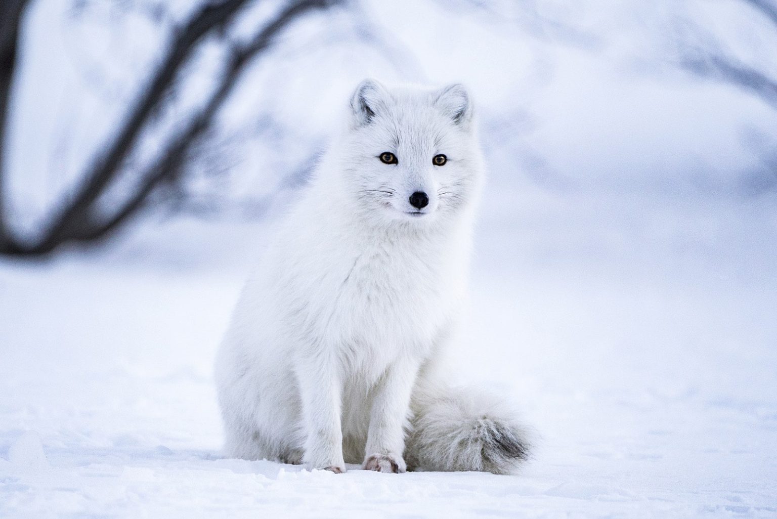 22 interesting facts about arctic foxes ᐈ 💡 MillionFacts 🌵