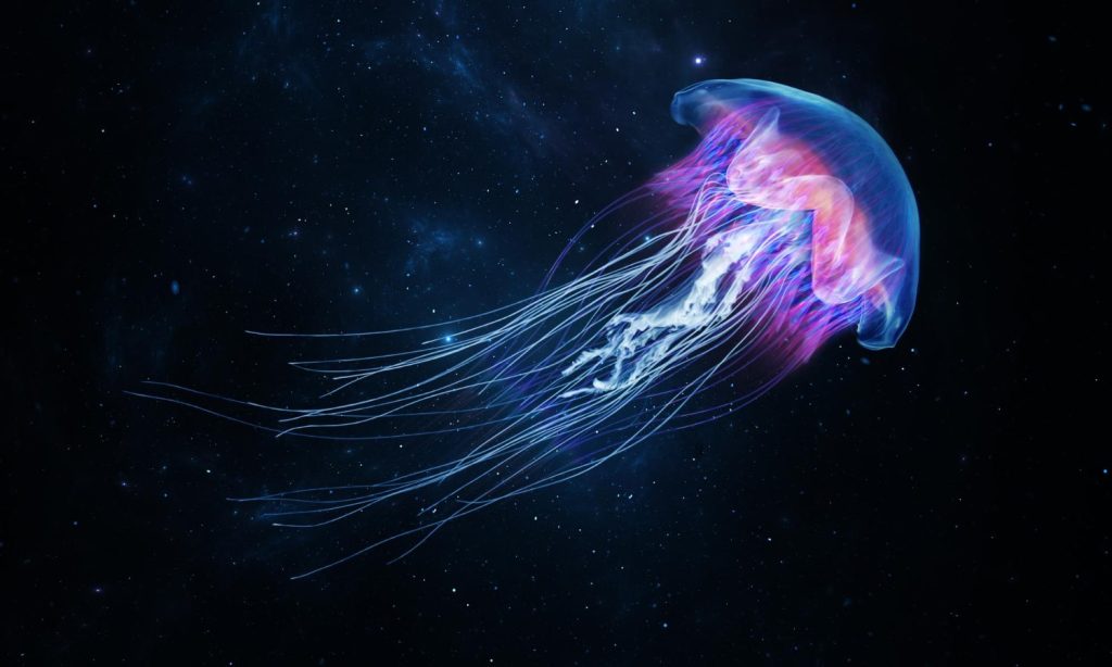 30 interesting facts about jellyfish ᐈ 💡 MillionFacts 🌵