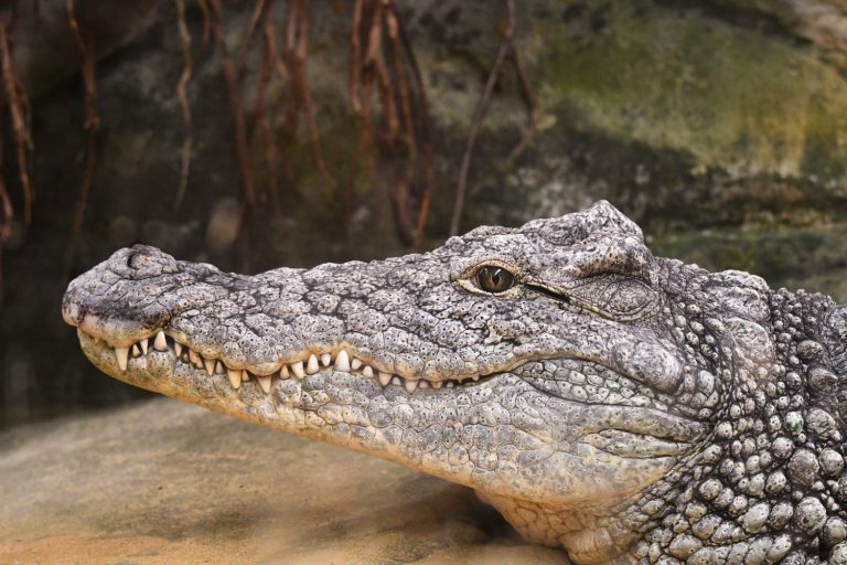 49 interesting facts about crocodiles ᐈ 💡 MillionFacts 🌵