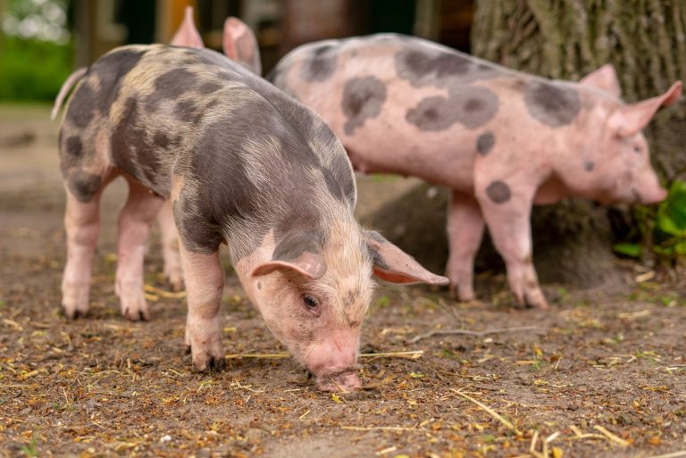 35 interesting facts about pigs ᐈ 💡 MillionFacts 🌵