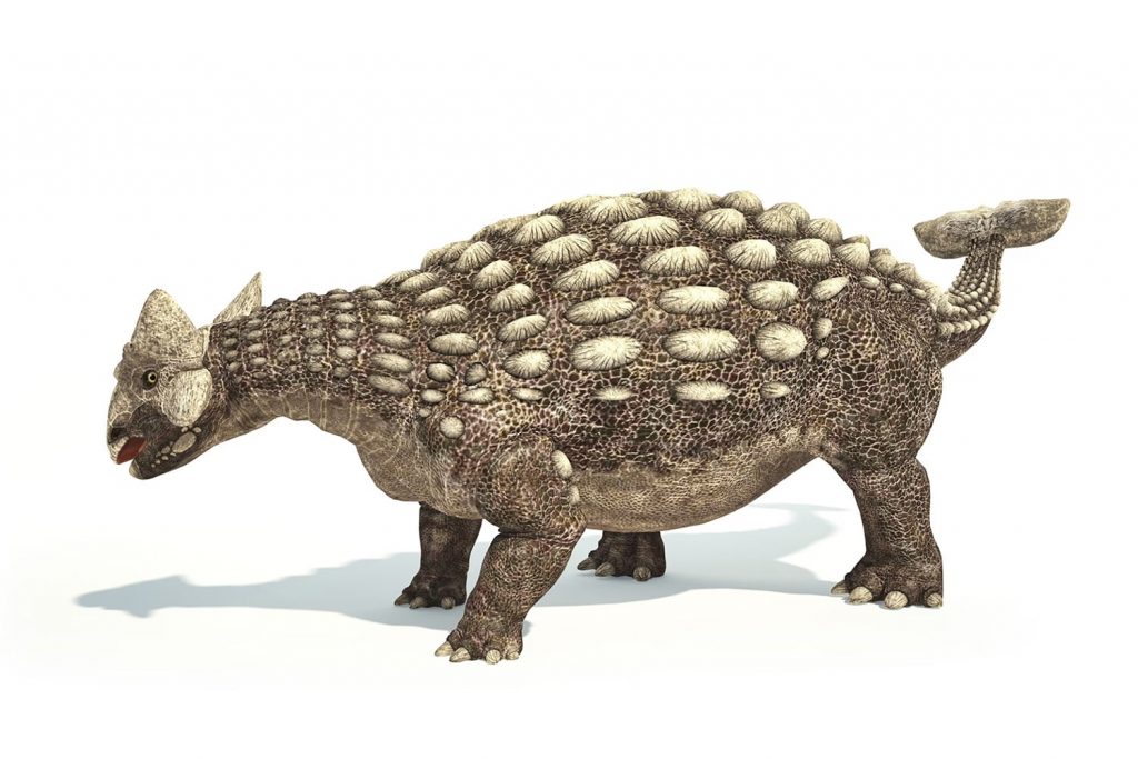 17 interesting facts about Ankylosaurus ᐈ 💡 MillionFacts 🌵