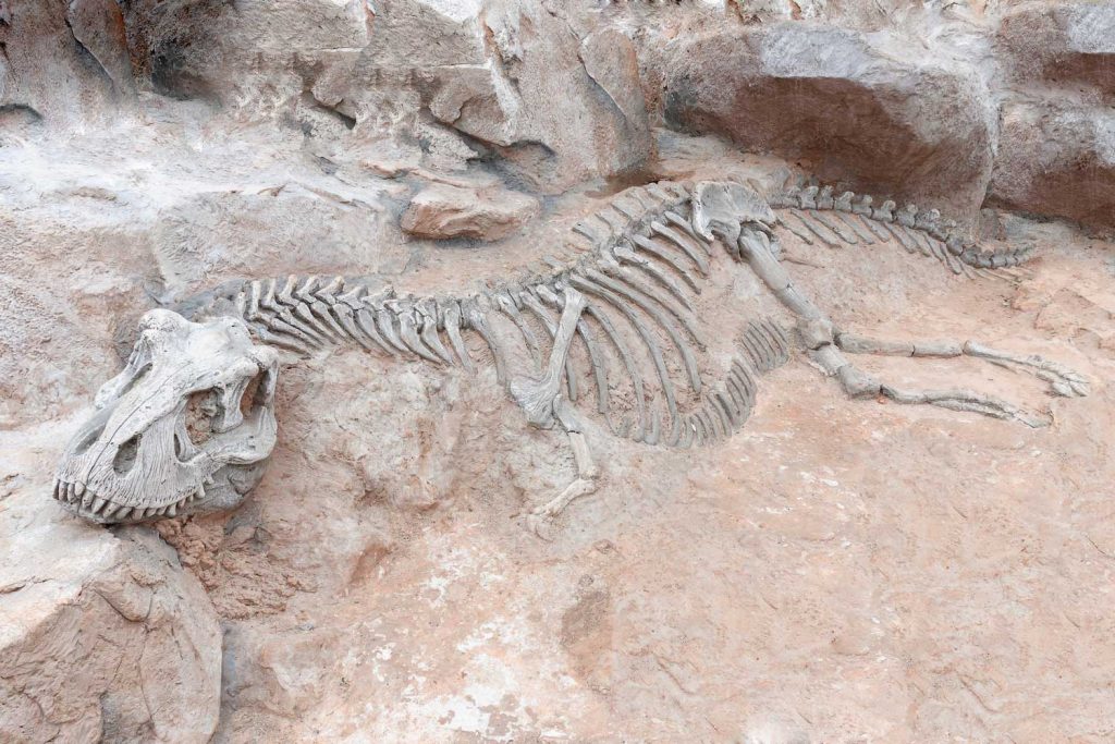 33 interesting facts about Fossilization ᐈ 💡 MillionFacts 🌵