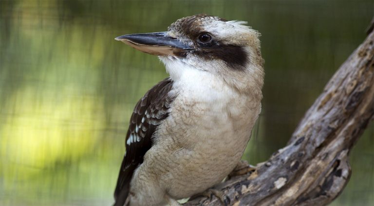 27 interesting facts about kookaburras ᐈ 💡 MillionFacts 🌵