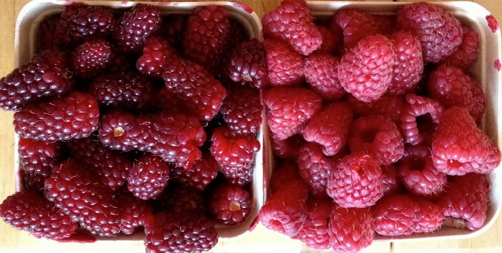 34 interesting facts about Raspberry ᐈ 💡 MillionFacts 🌵