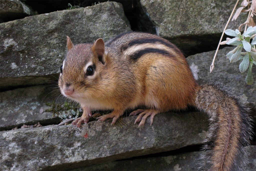 30 interesting facts about chipmunks ᐈ 💡 MillionFacts 🌵