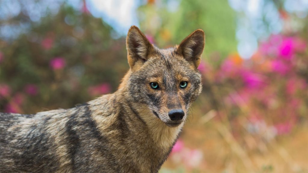 37 interesting facts about jackals ᐈ 💡 MillionFacts 🌵