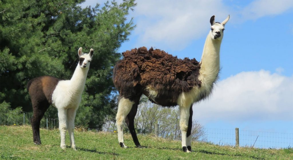 31 interesting facts about llamas ᐈ 💡 MillionFacts 🌵