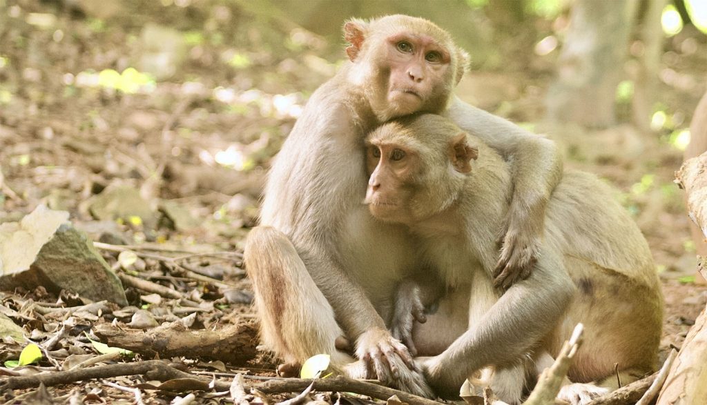 28 interesting facts about macaques ᐈ 💡 MillionFacts 🌵