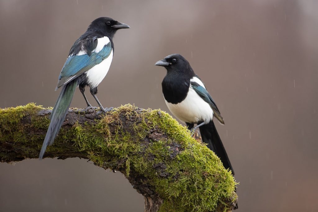 35 interesting facts about magpies ᐈ 💡 MillionFacts 🌵