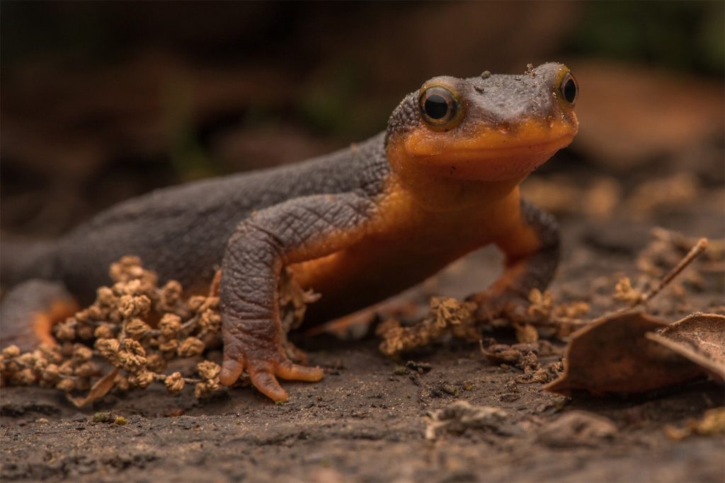 39 interesting facts about newts ᐈ 💡 MillionFacts 🌵