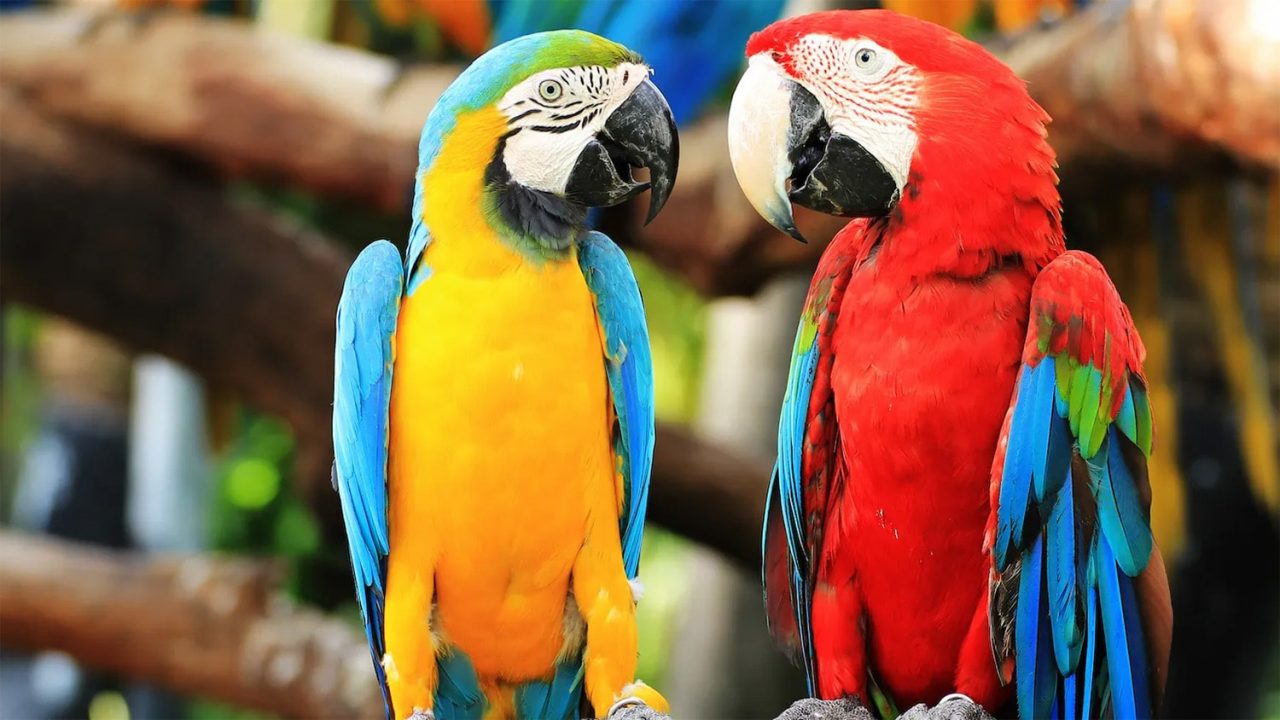 31 interesting facts about parrots ᐈ 💡 MillionFacts 🌵