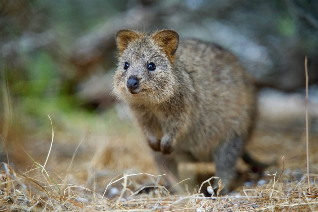 32 interesting facts about quokkas ᐈ 💡 MillionFacts 🌵
