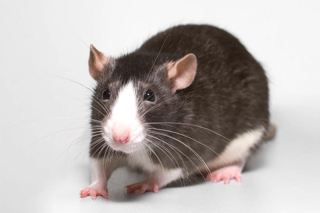 32 interesting facts about rats ᐈ 💡 MillionFacts 🌵