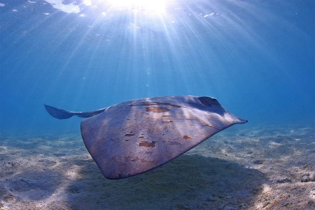 30 interesting facts about stingrays ᐈ 💡 MillionFacts 🌵