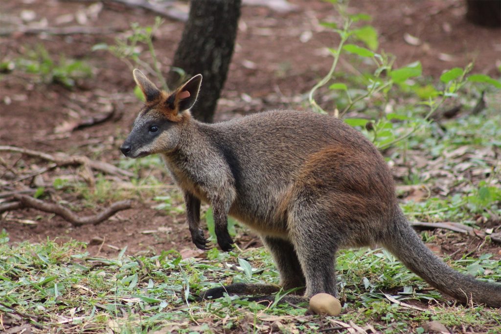 34 interesting facts about wallabies ᐈ 💡 MillionFacts 🌵