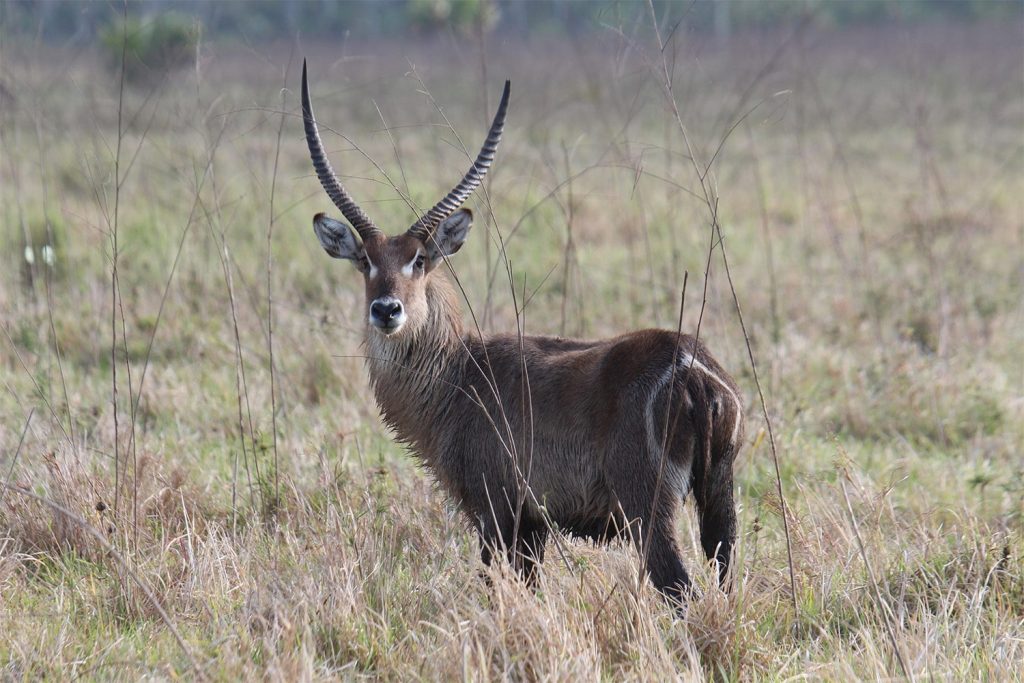 34 interesting facts about impalas ᐈ 💡 MillionFacts 🌵