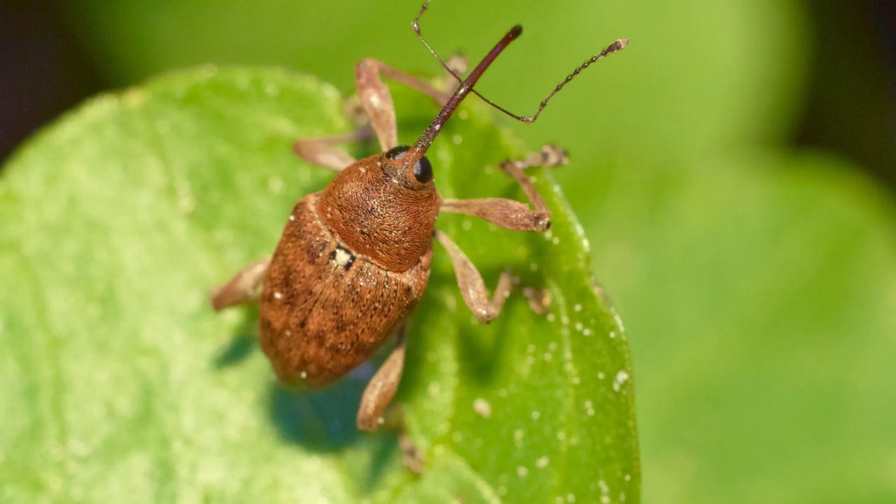 30 interesting facts about weevils ᐈ 💡 MillionFacts 🌵