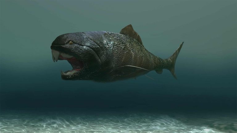 23 interesting facts about Dunkleosteus ᐈ 💡 MillionFacts 🌵