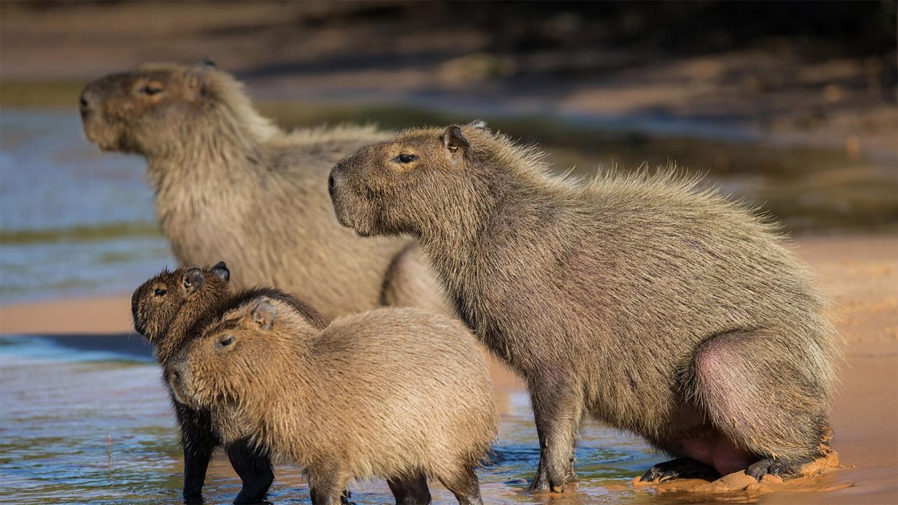 32 interesting facts about capybaras ᐈ 💡 MillionFacts 🌵