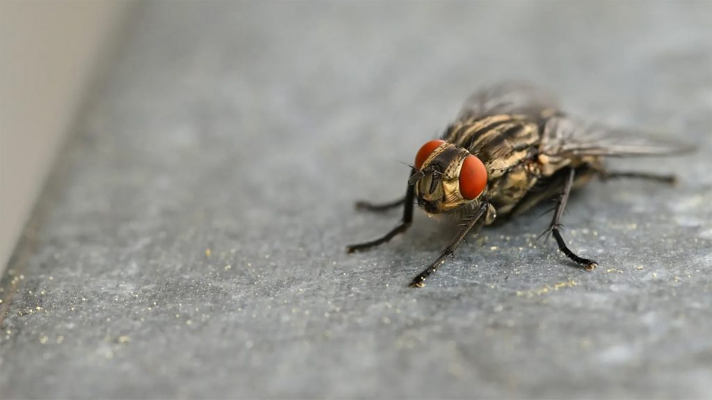 26 interesting facts about flies ᐈ 💡 MillionFacts 🌵