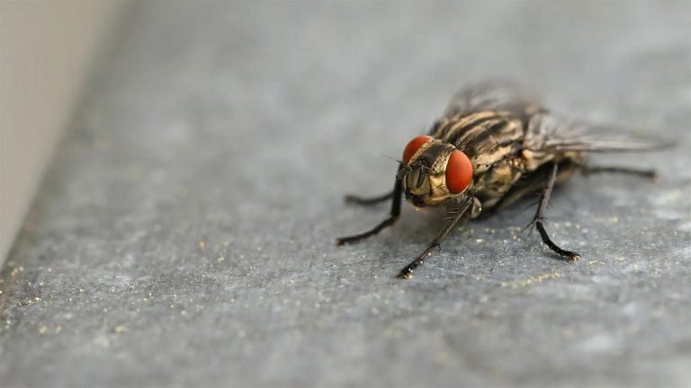 26 interesting facts about flies ᐈ 💡 MillionFacts 🌵