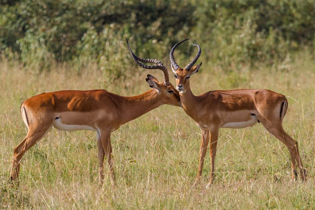 34 interesting facts about impalas ᐈ 💡 MillionFacts 🌵
