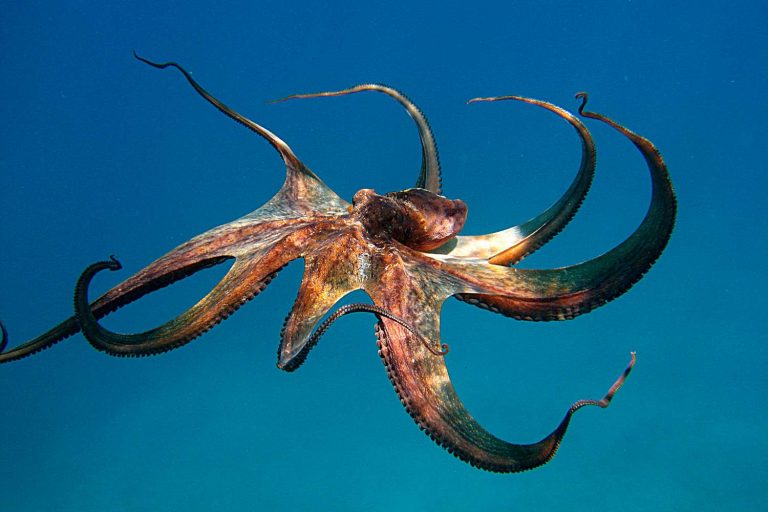 37 interesting facts about squid ᐈ 💡 MillionFacts 🌵