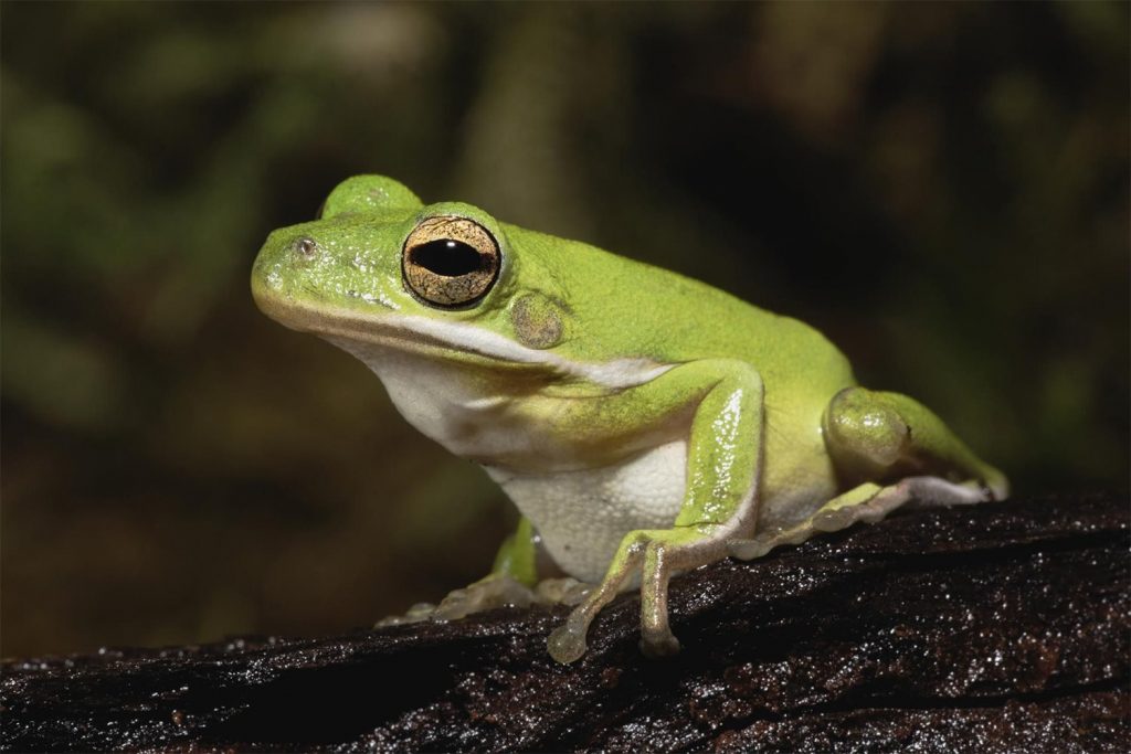 29 interesting facts about tree frogs ᐈ 💡 MillionFacts 🌵